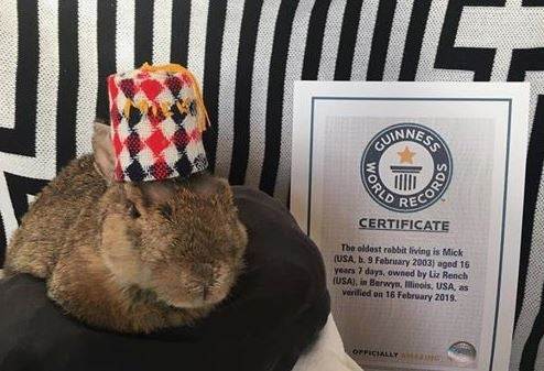 World's Oldest Rabbit Lives In Berwyn - CBS Chicago