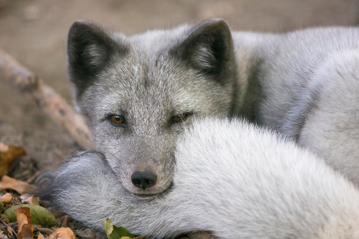 Fox walks 76 days: Scientists "speechless" after Arctic fox makes 76 ...
