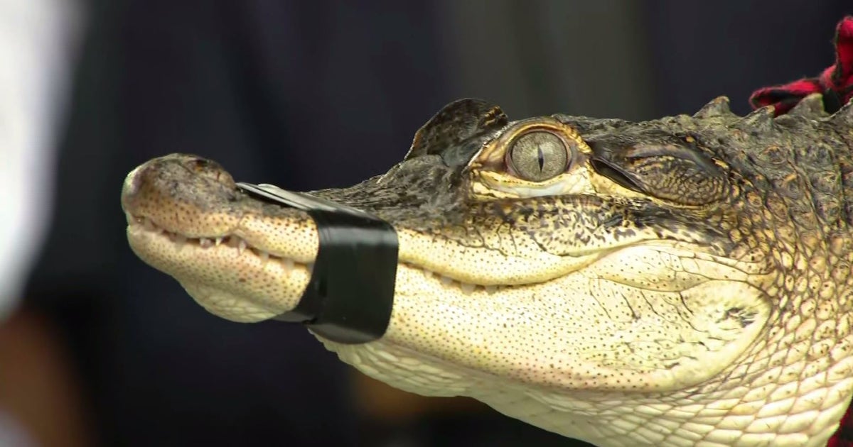 Search For Humboldt Park Alligator Cost City Nearly $34,000, Documents ...