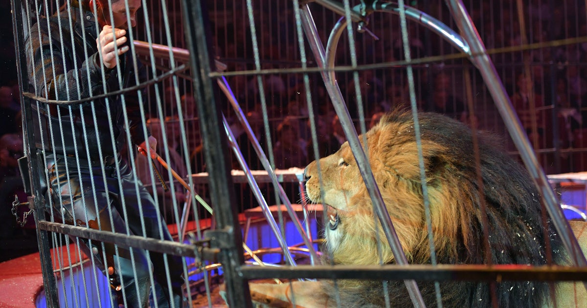 Proposal Banning Use Of Exotic Animals For Entertainment Moves Forward ...