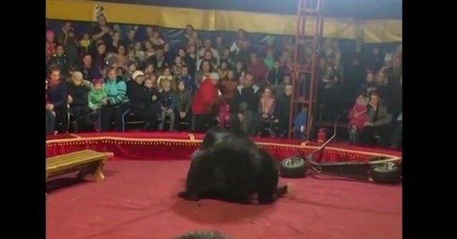 Bear attacks trainer at Russian circus show - CBS News