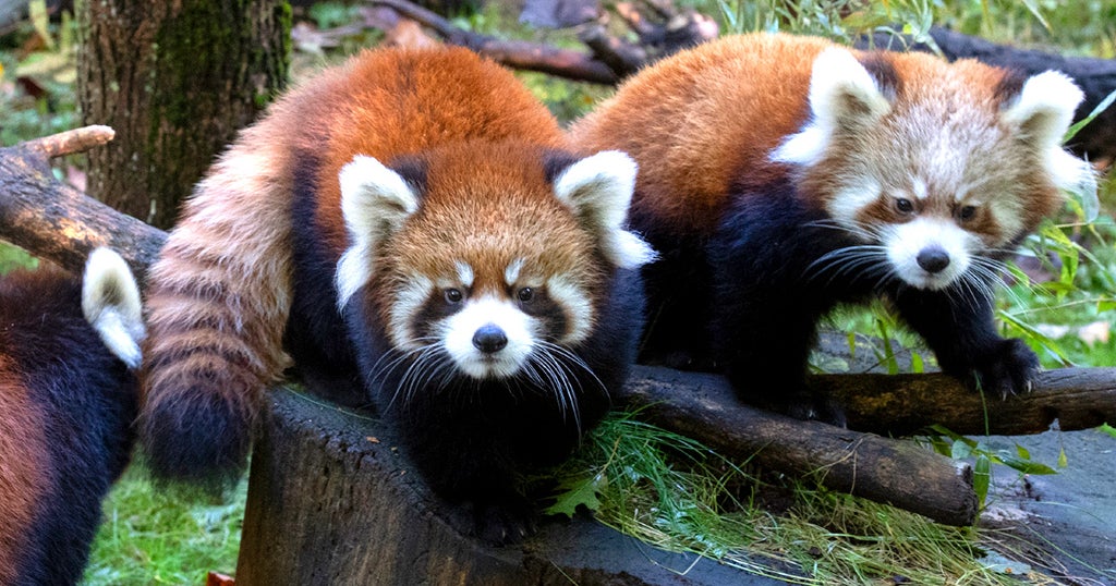 Adorable Red Panda Cubs Now Out And About At Brooklyn's Prospect Park ...