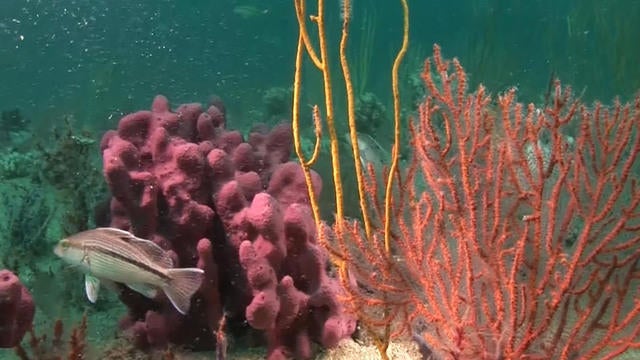 Aniah Blanchard: Remains found believed to be stepdaughter of UFC star ...