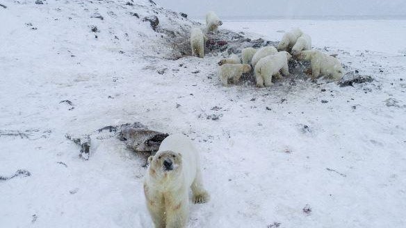 Unicorn meteor shower 2019: Rare meteor outburst will light up the ...