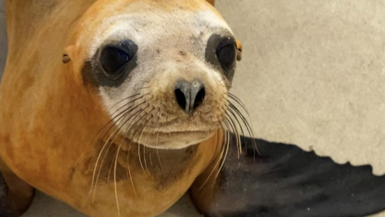 Florida Mother, April Newcomb, Arrested for Allowing, Encouraging Teen ...