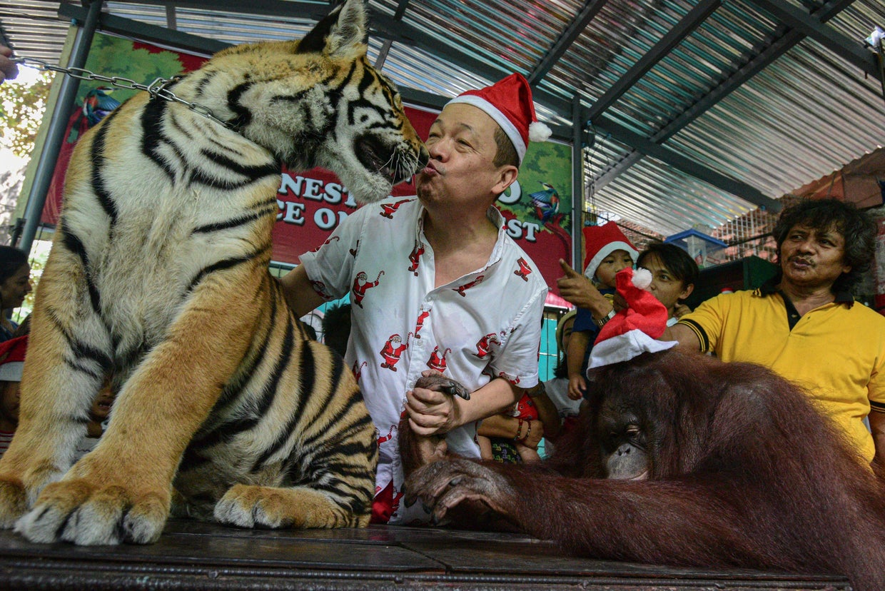 Animals doing people things