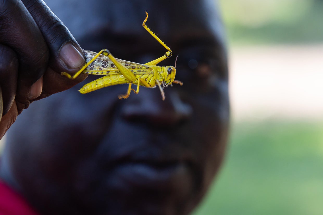 Locust swarms could rob millions in already-vulnerable East African ...