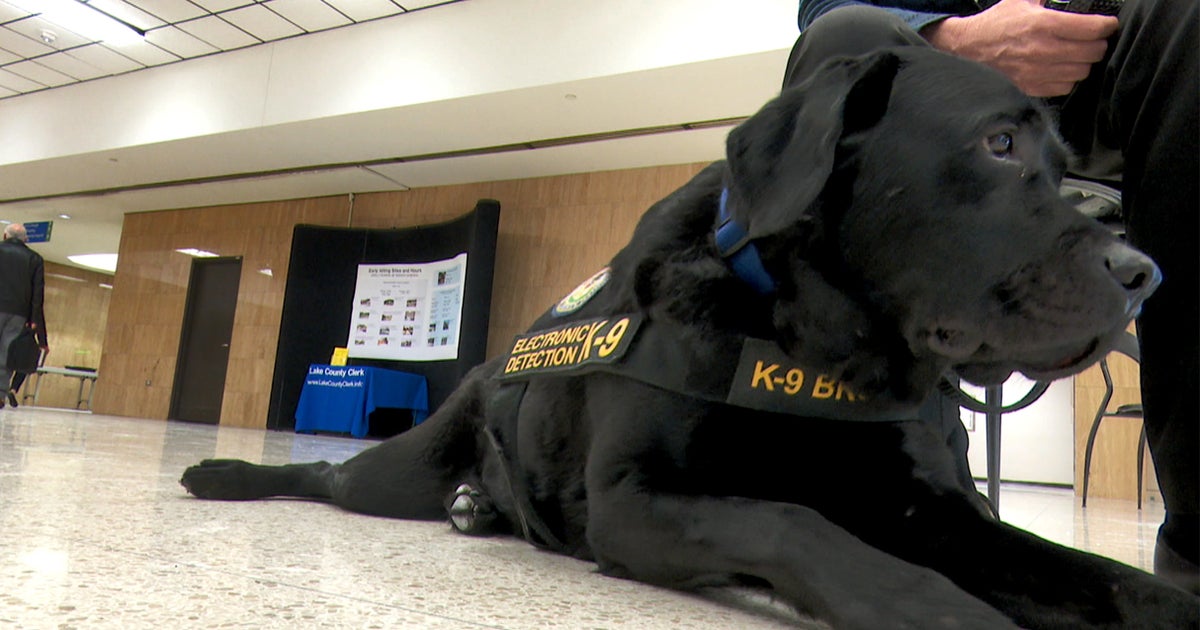 Meet Browser, The Electronics-Sniffing Dog Who's Helping Lake County ...