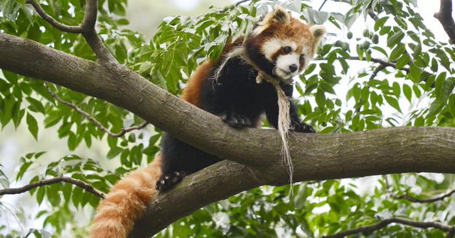 Saving a species: Caring for seven endangered red panda cubs - CBS News