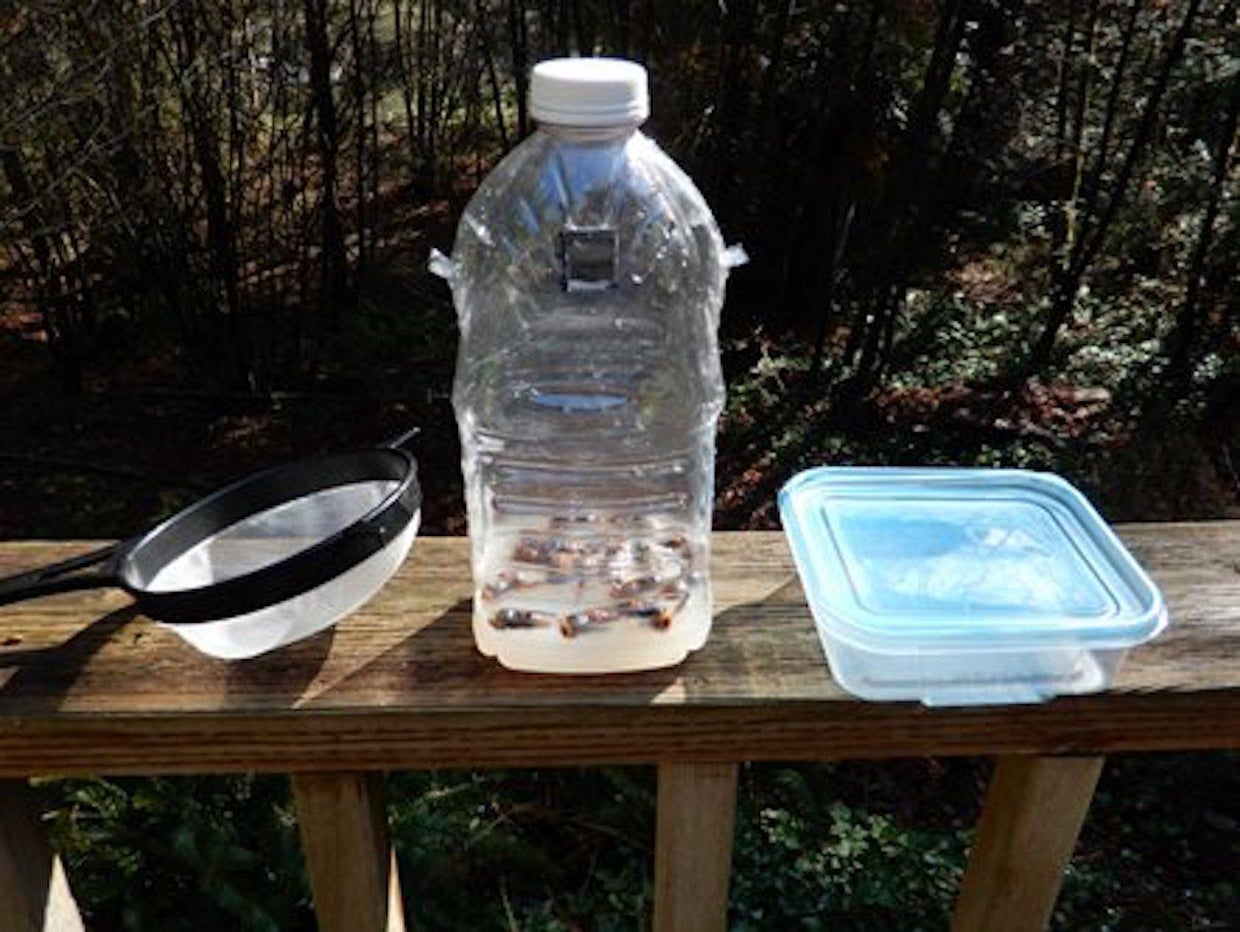 "Murder hornets" in America: What you need to know