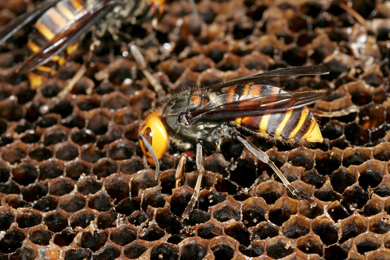 "Murder hornets" in America: What you need to know