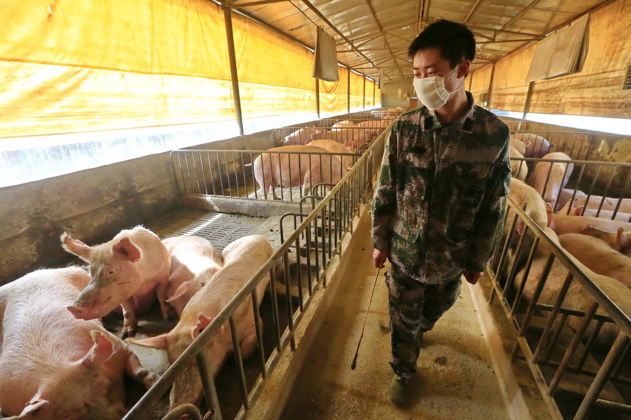 New swine flu in China could morph to cause human pandemic, study warns ...
