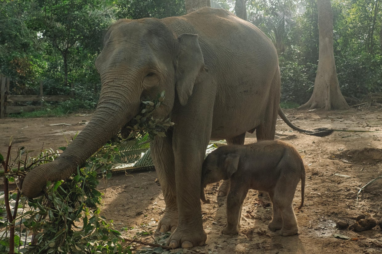 What Is The Most Endangered Animal In The World Right Now - Wilson ...
