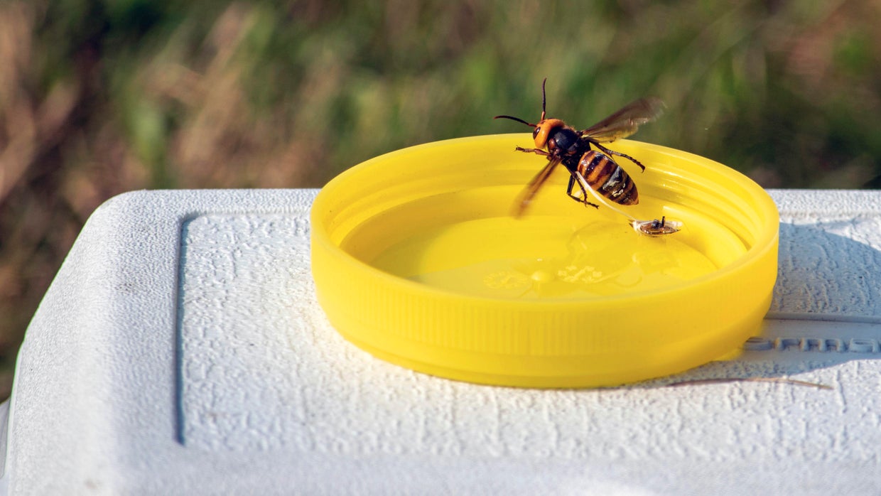 "Murder hornets" in America: What you need to know