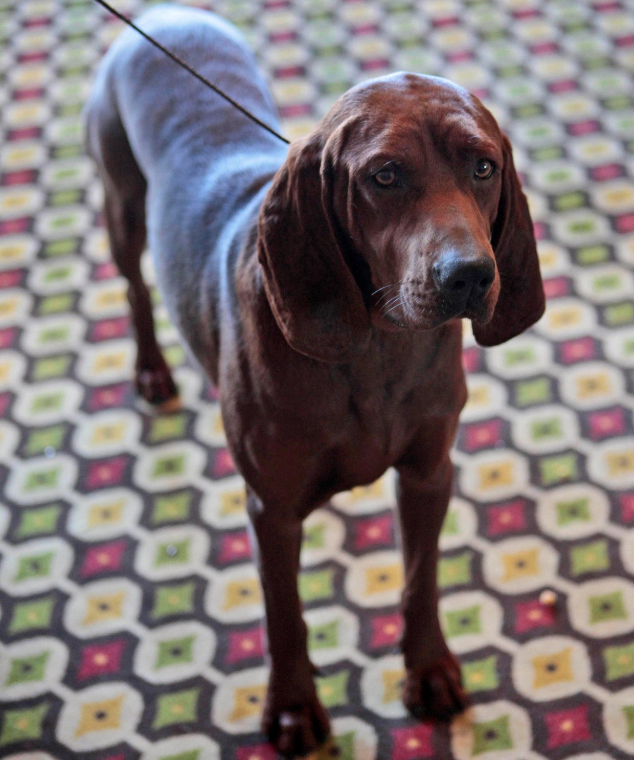 Newest dog breeds: From tiny toys to massive mastiffs