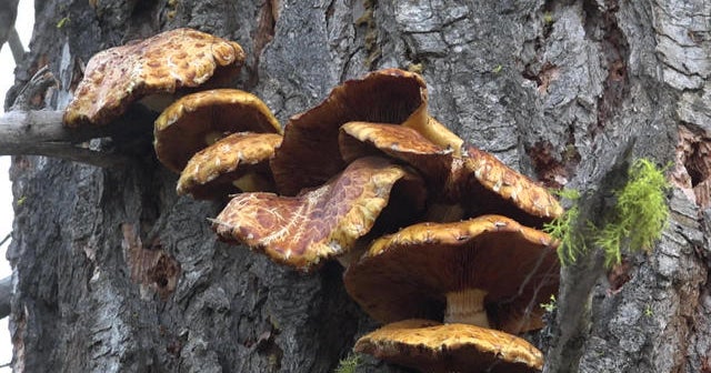 In search of a humongous fungus - CBS News
