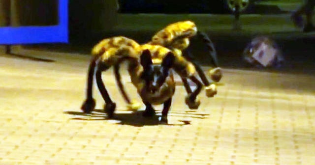 Mutant giant spider dog prank terrifies people - CBS News