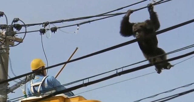 Chimpanzee makes daring escape before being tranquilized - CBS News