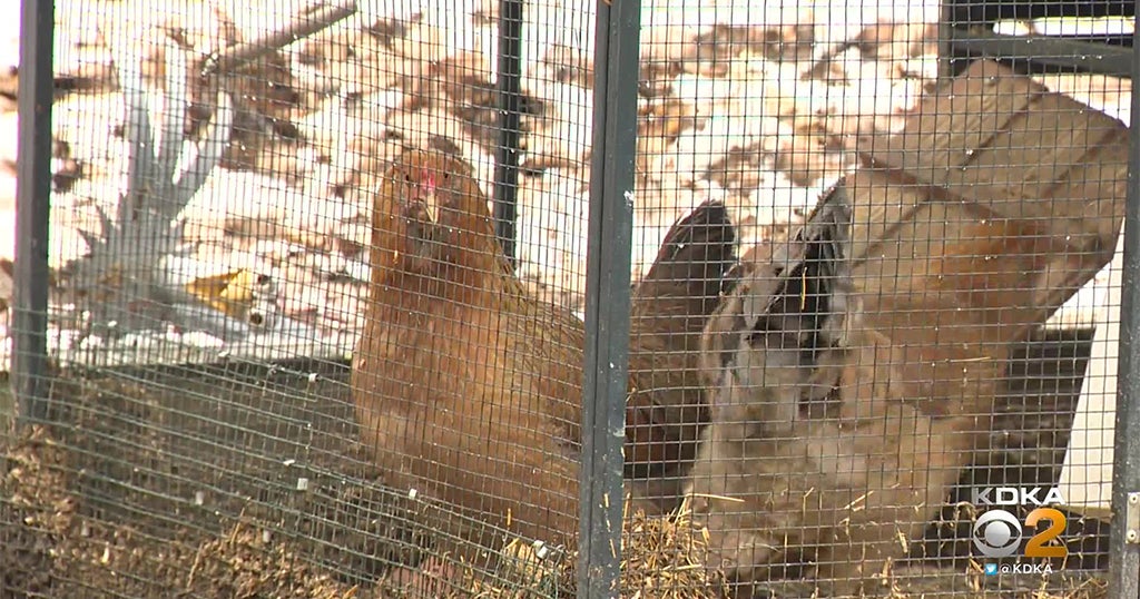 Avian flu concerns increase after being detected at poultry farm in ...