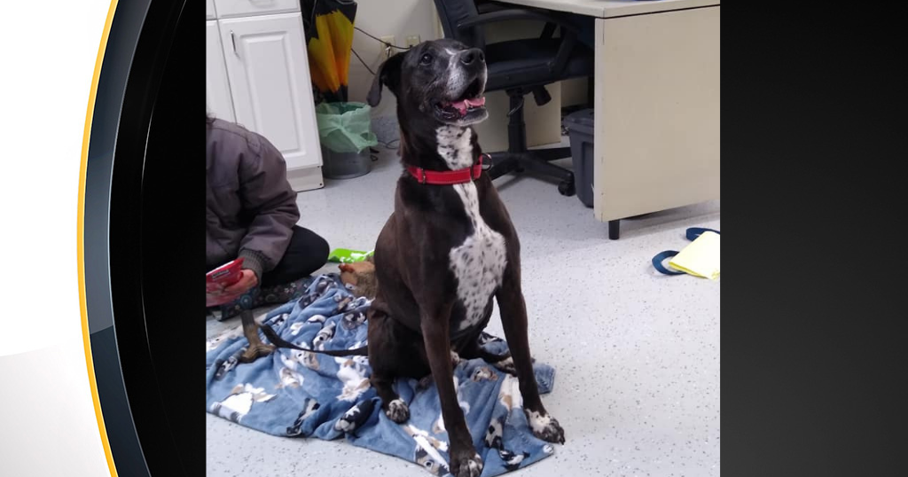 Furry Tails: Ohio Dog Looking For Forever Family After Spending 7 Years ...