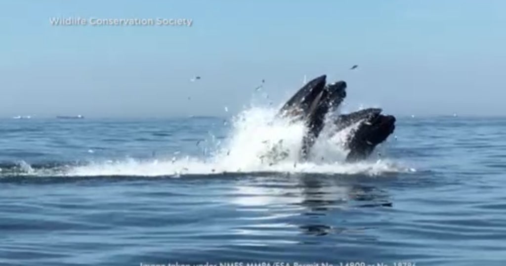 Scientists Discover Humpback Whales Singing In Waters Far North From ...