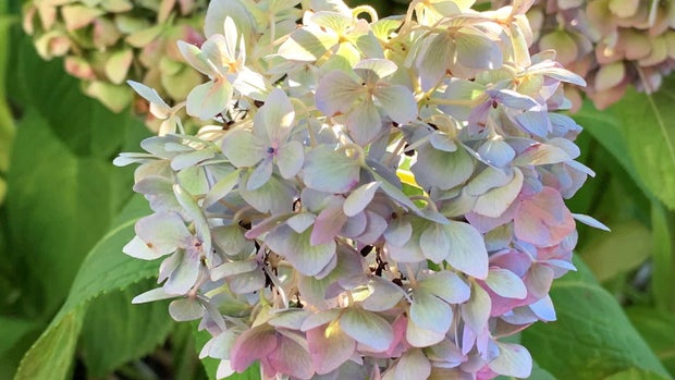 Nurturing the magic of hydrangeas - CBS News