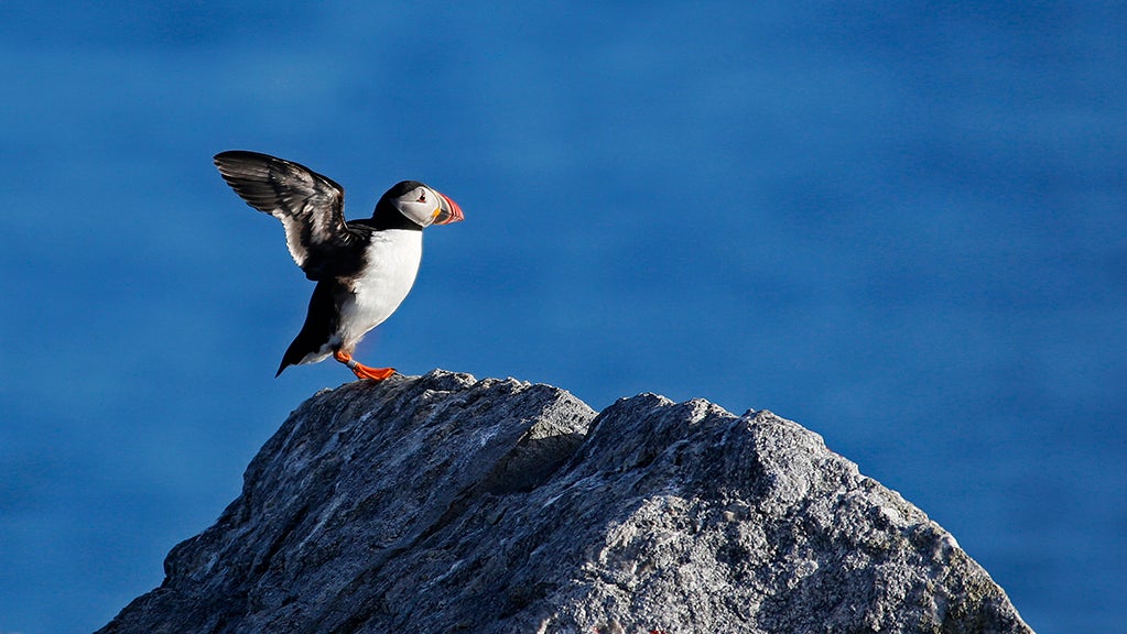 Maine's Beloved Puffins Suffer One Of Their Worst Years For ...