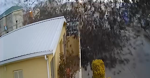 Video shows hundreds of blackbirds mysteriously plummet from the sky ...