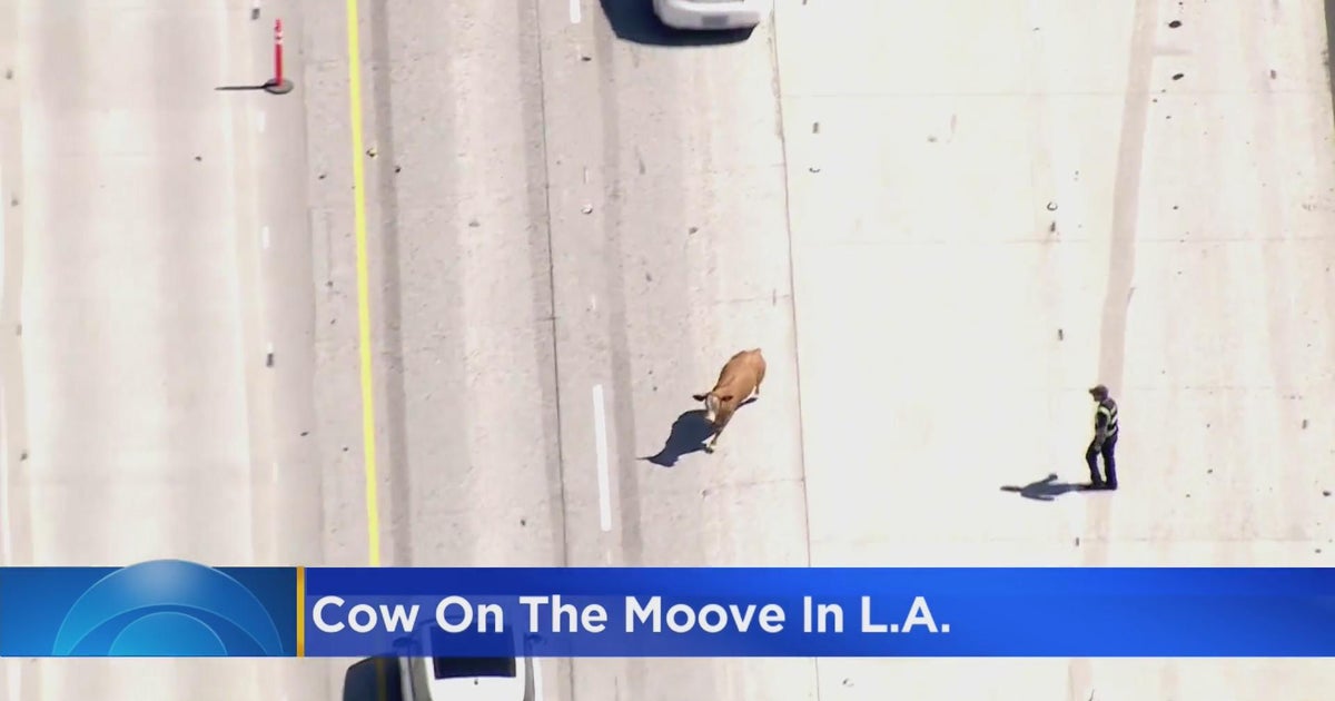 Holy Cow! Cow leads police on freeway chase in Los Angeles - CBS Chicago