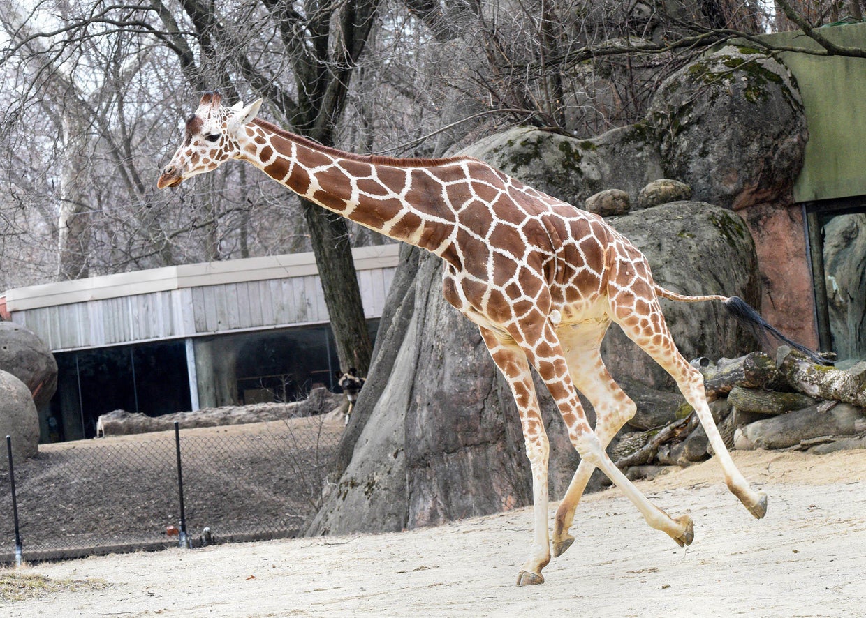 Brookfield Zoo giraffes enjoy warm temperatures outdoors - CBS Chicago
